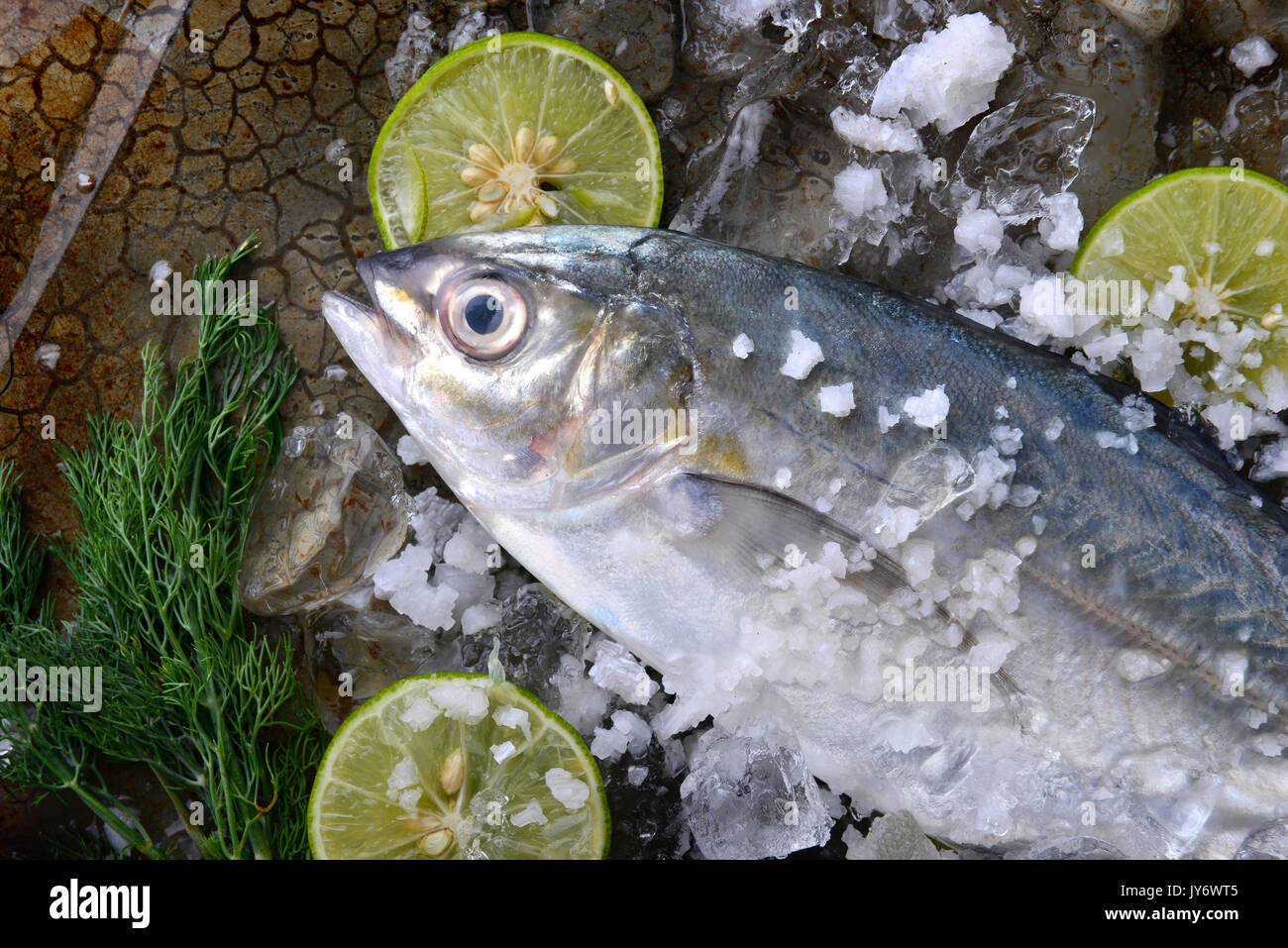 Jack Trevally High Resolution Stock Photography and Images - Alamy
