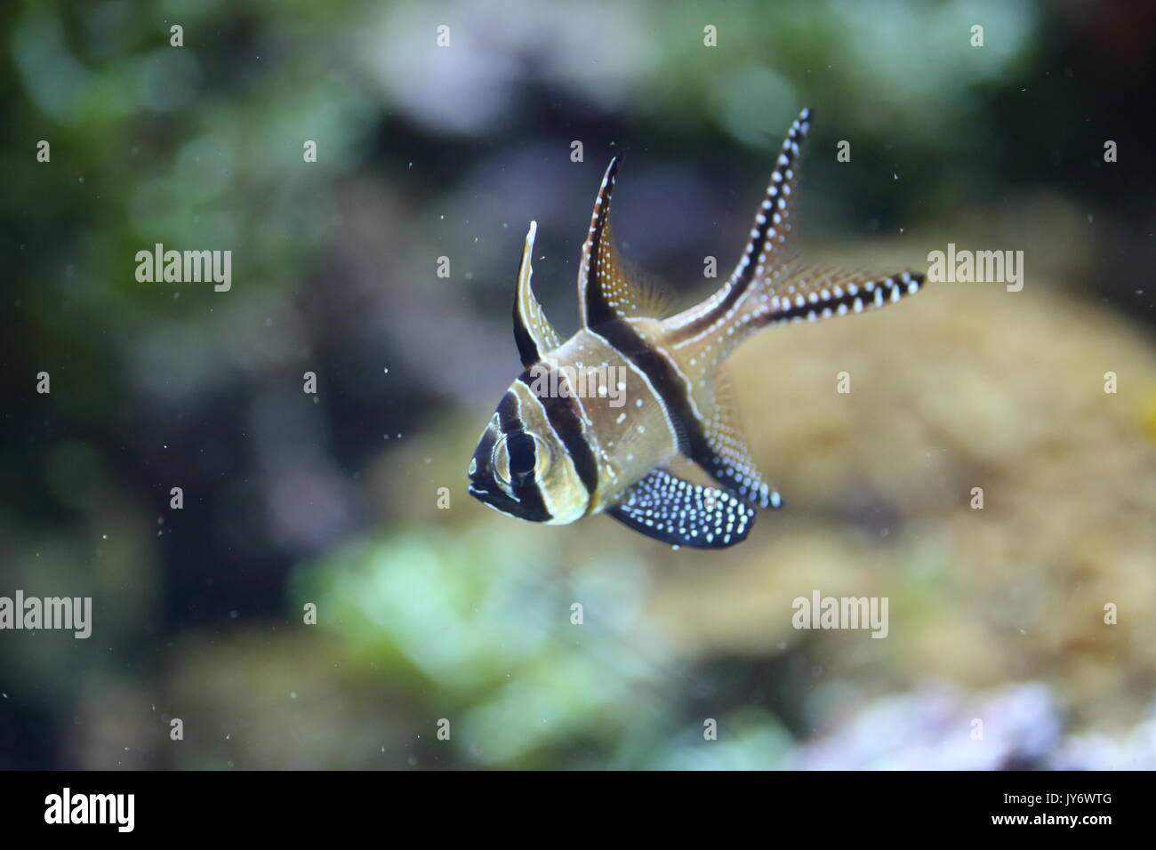 Banggai cardinalfish (Pterapogon kauderni) in Japan Stock Photo - Alamy