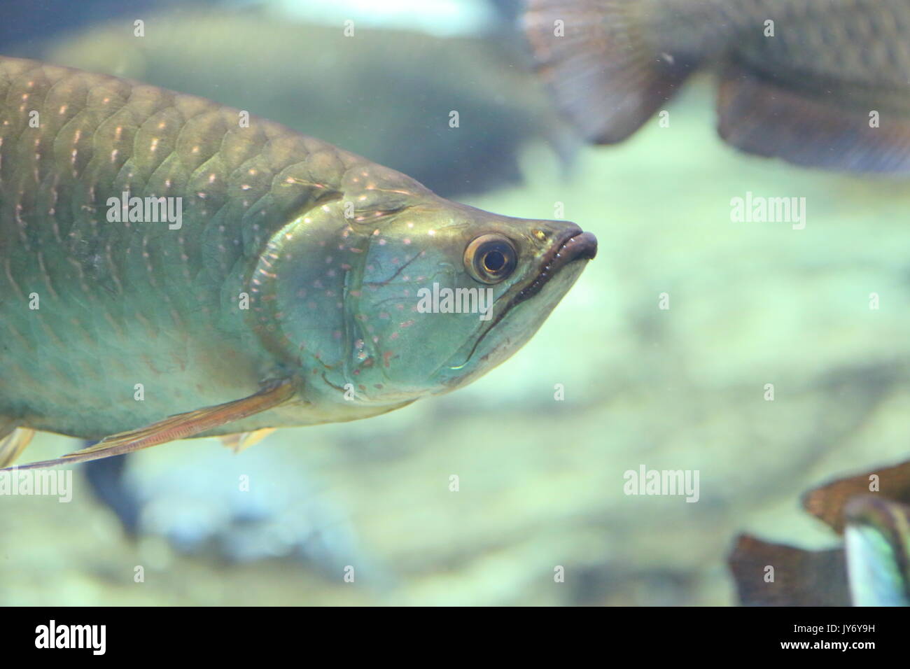 Saratoga fish hi-res stock photography and images - Alamy