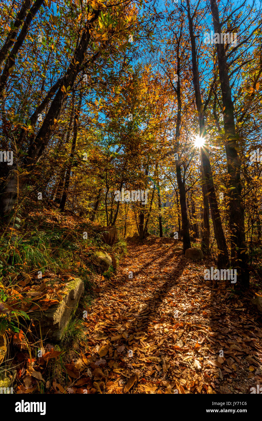 Cuasso al Monte, Varese, Italy. A path in the woods Stock Photo - Alamy