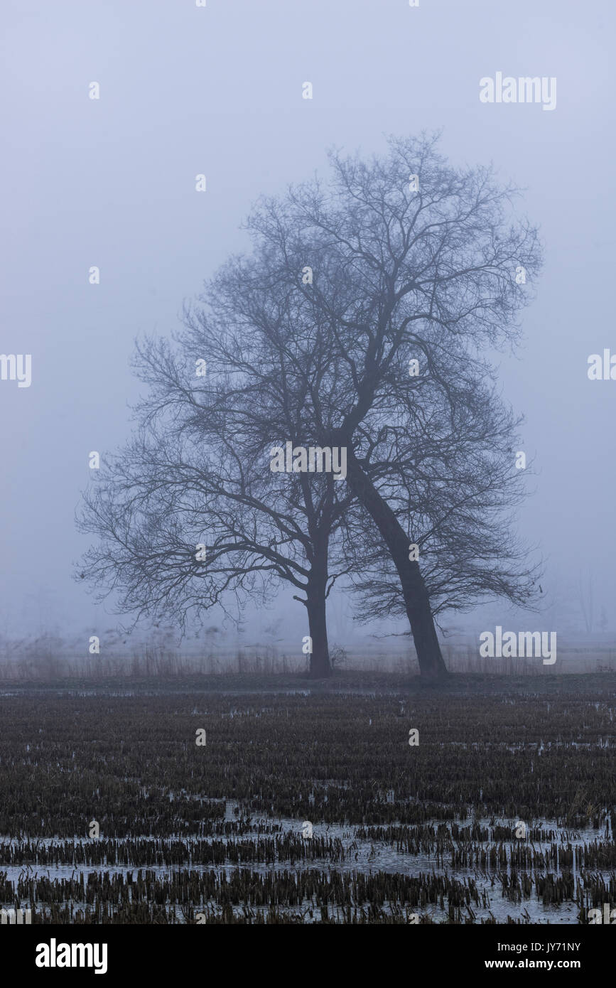 Lacchiarella hi-res stock photography and images - Alamy