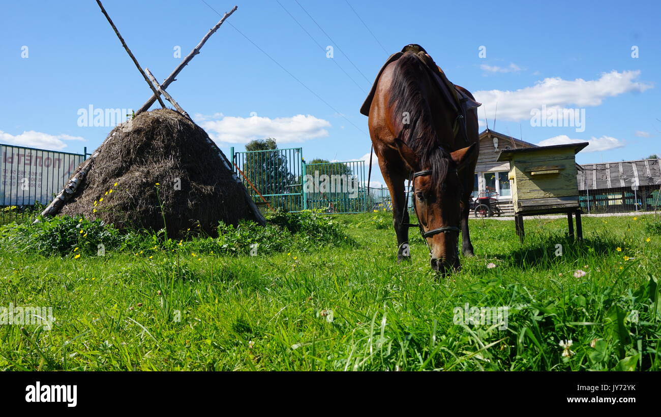 Russia Countryside home and animals Stock Photo - Alamy