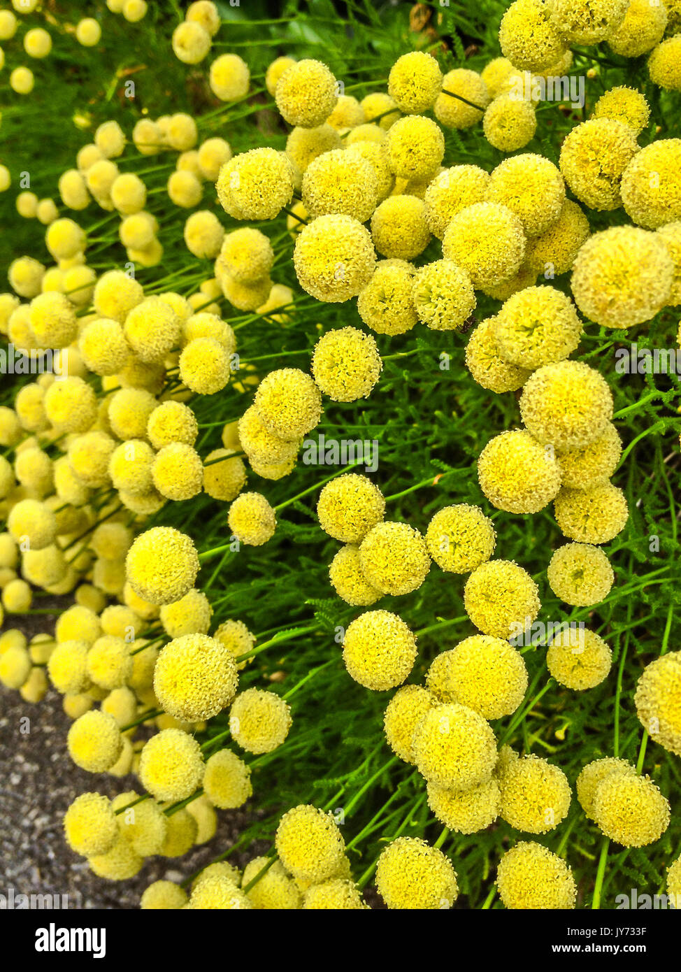 Yellow flowers: Common Tansy (bitter buttons, cow bitter, or golden ...