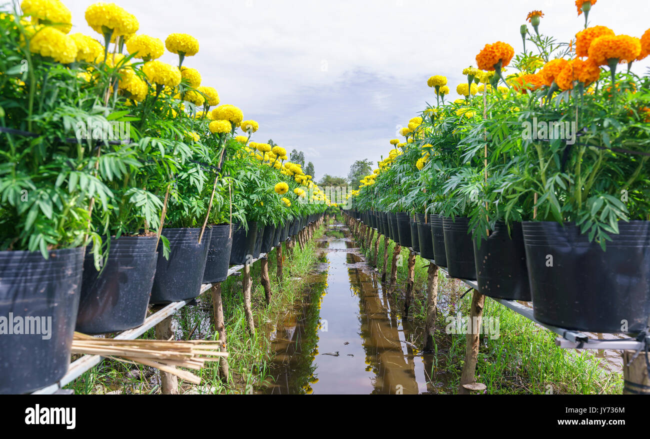 Pollination formal garden hi-res stock photography and images - Alamy