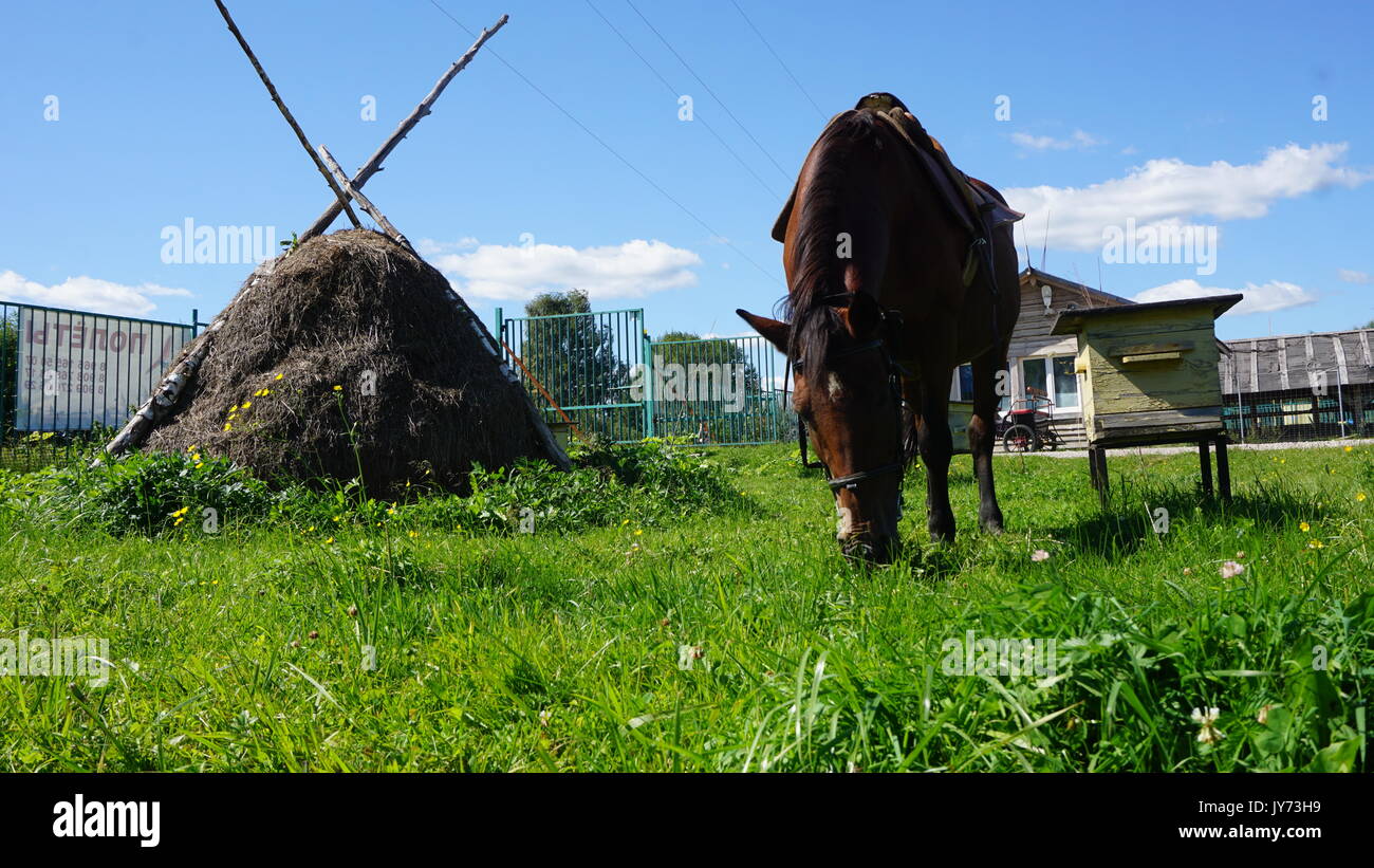 Russia Countryside home and animals Stock Photo - Alamy