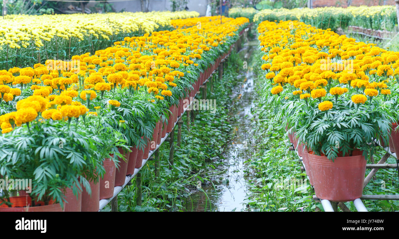 Marigold Flower Garden