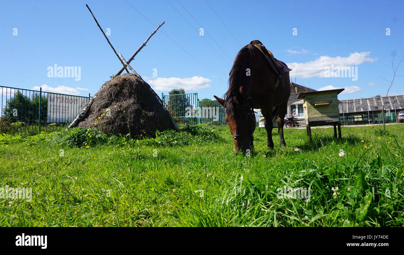 Russia Countryside home and animals Stock Photo - Alamy