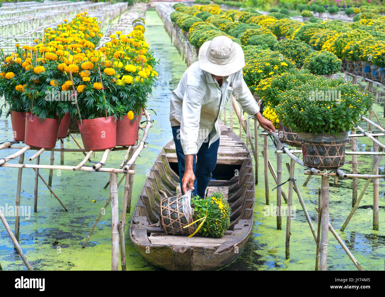 Farmers are harvesting daisy and marigold flower pots on boats for sale ...