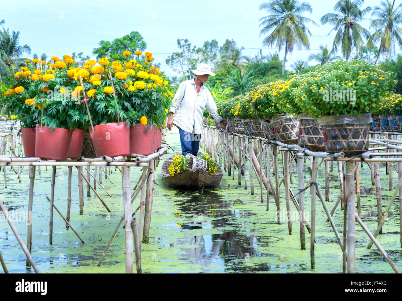 Farmers are harvesting daisy and marigold flower pots on boats for sale ...