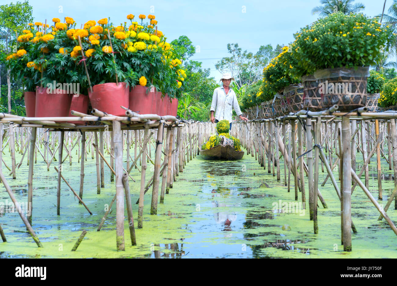 Farmers are harvesting daisy and marigold flower pots on boats for sale ...