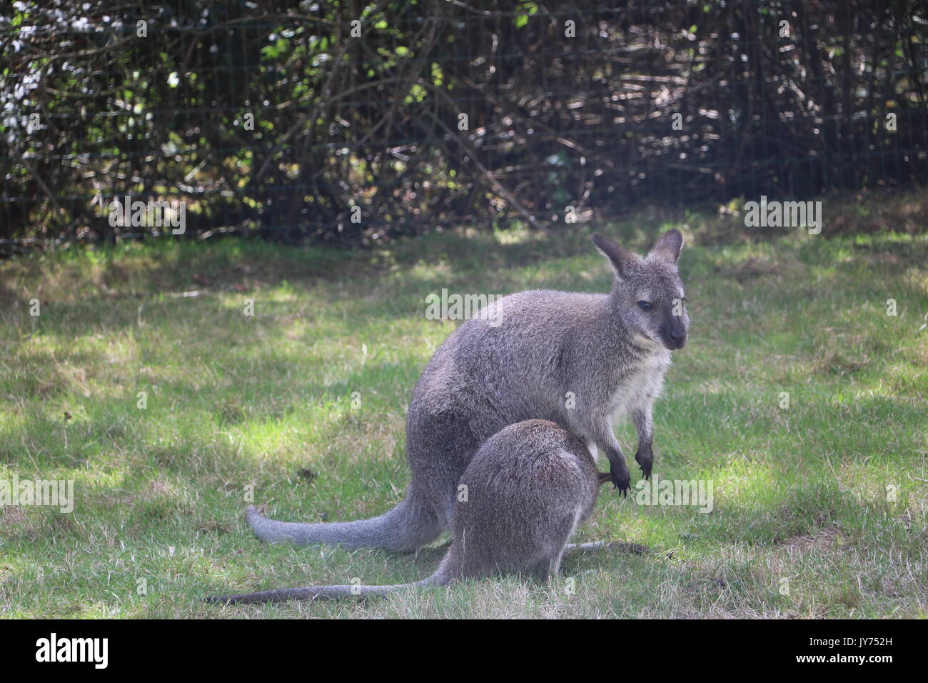 Animal planet kangaroo hi-res stock photography and images - Alamy