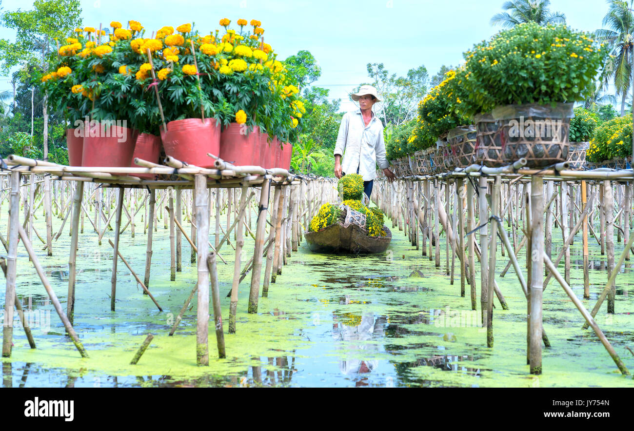 Farmers are harvesting daisy and marigold flower pots on boats for sale ...
