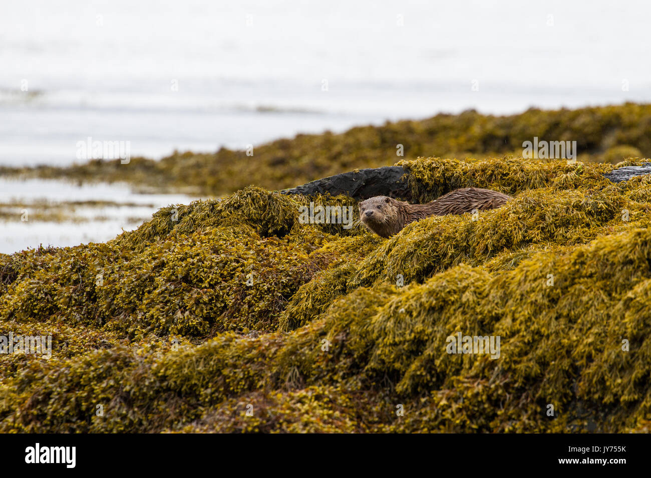 Otter Scotland High Resolution Stock Photography and Images - Alamy