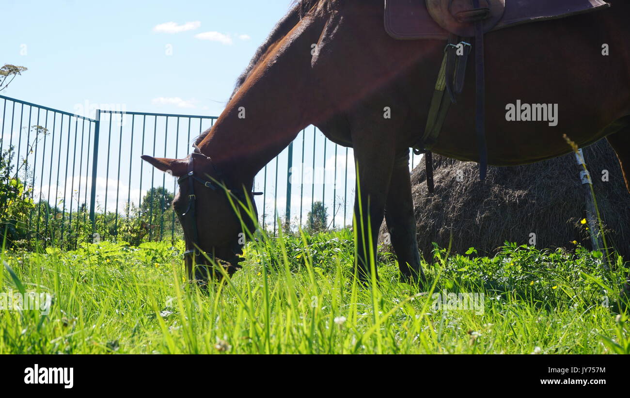 Russia Countryside home and animals Stock Photo - Alamy