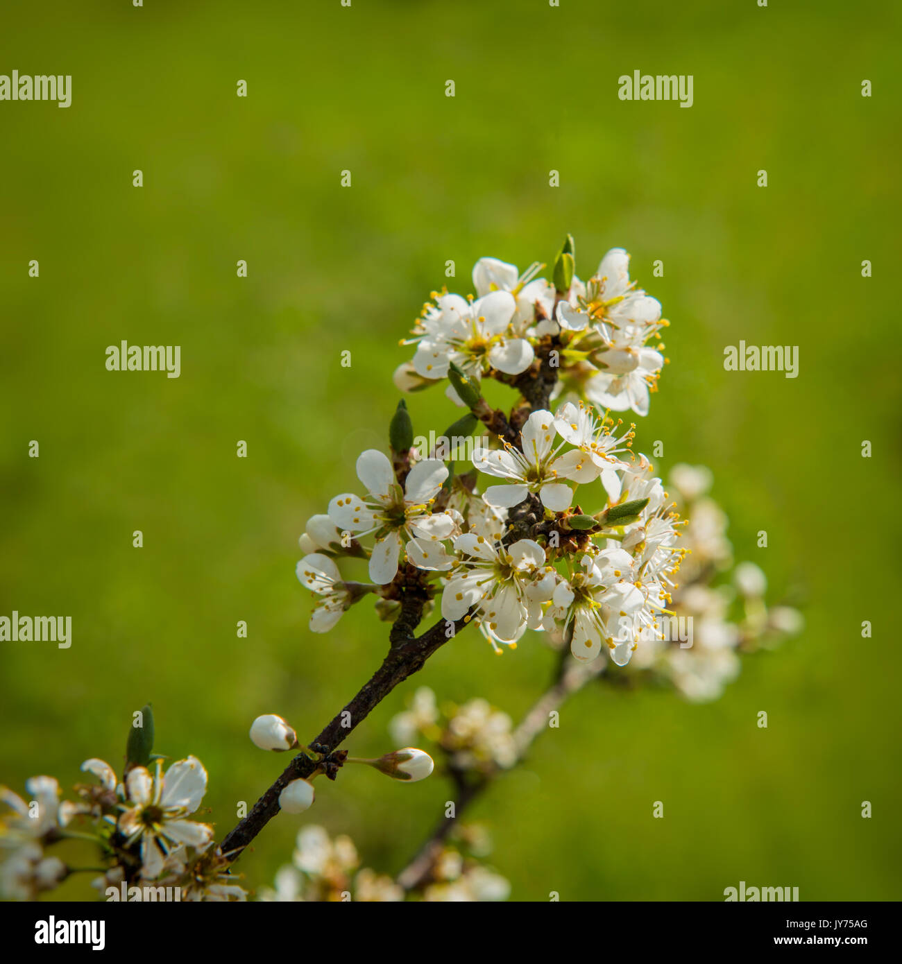 plum branch with flowers in a spring morning in the forest Stock Photo ...