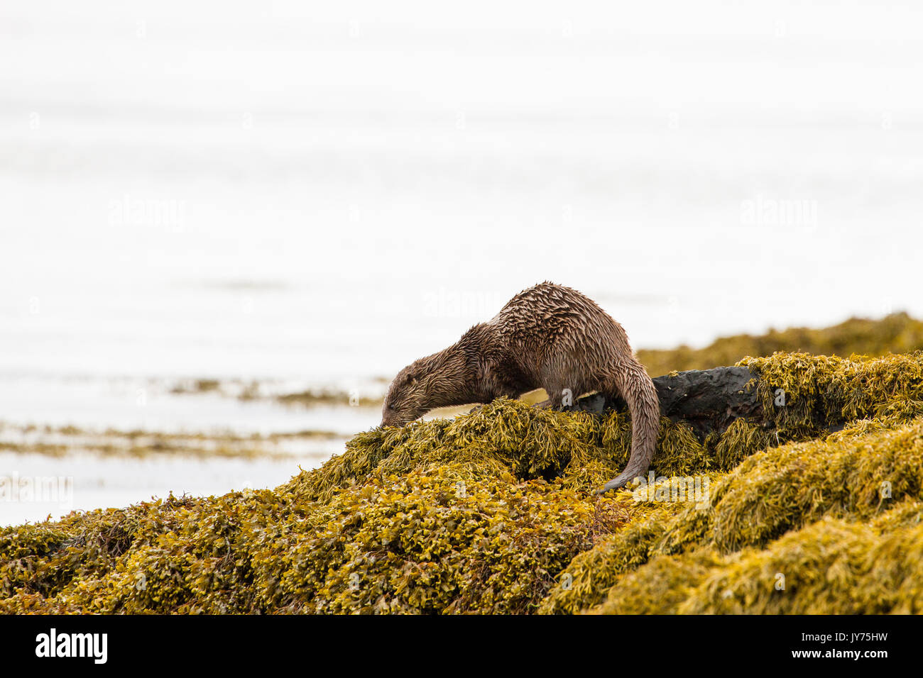 Otter scotland hi-res stock photography and images - Alamy