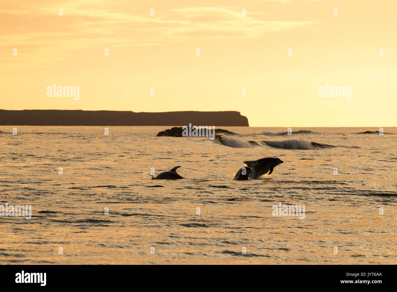 Scotland bottlenose dolphin hi-res stock photography and images - Alamy