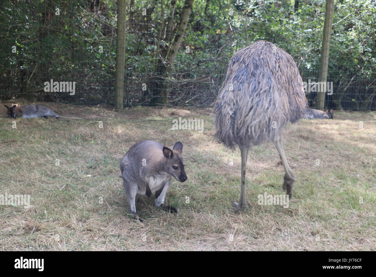 Kangaroo Pocket High Resolution Stock Photography and Images - Alamy