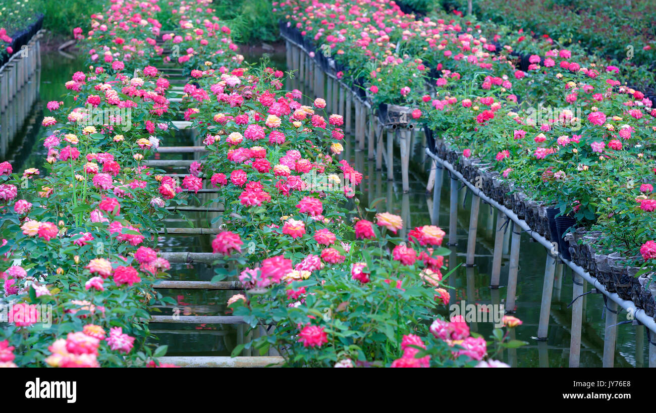 Rose garden is cultivated by hydroponic method in the Mekong Delta ...
