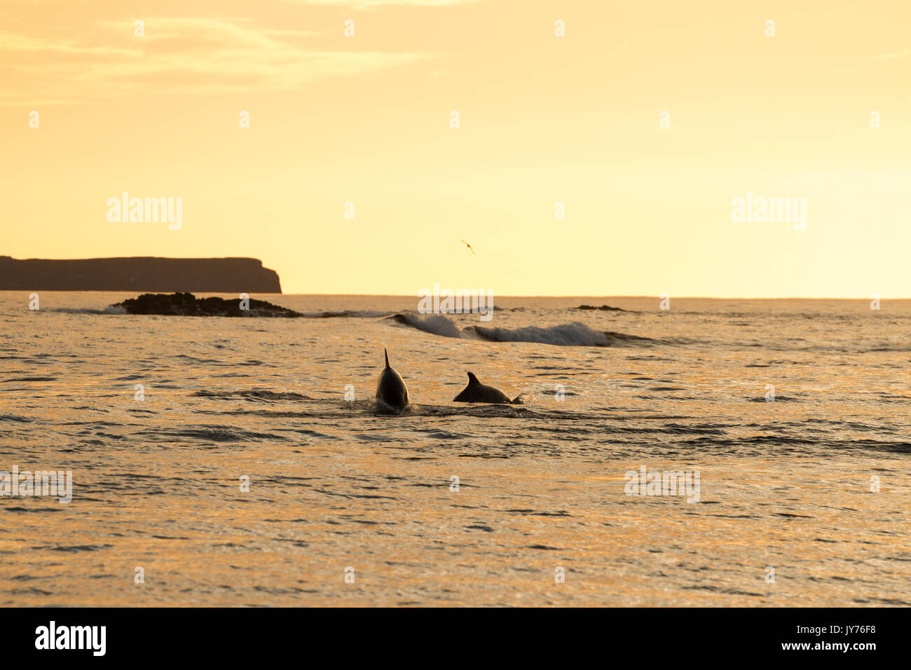 Bottlenose Dolphins jumping out of the surf at sunset near the Isle of ...