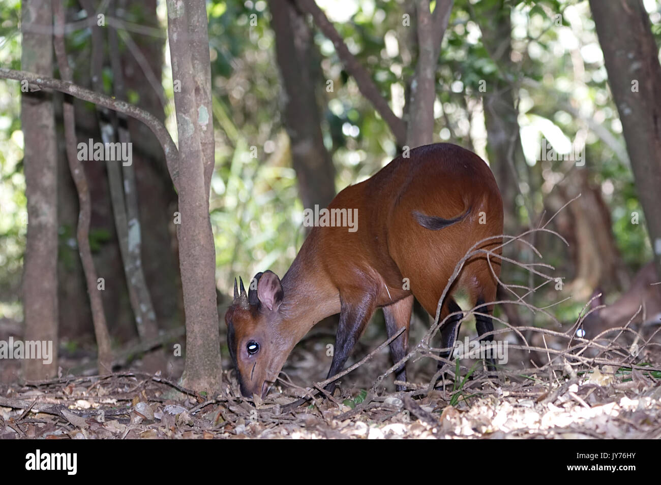 A Harvey's duiker browses at Karura Forest, Nairobi Stock Photo - Alamy