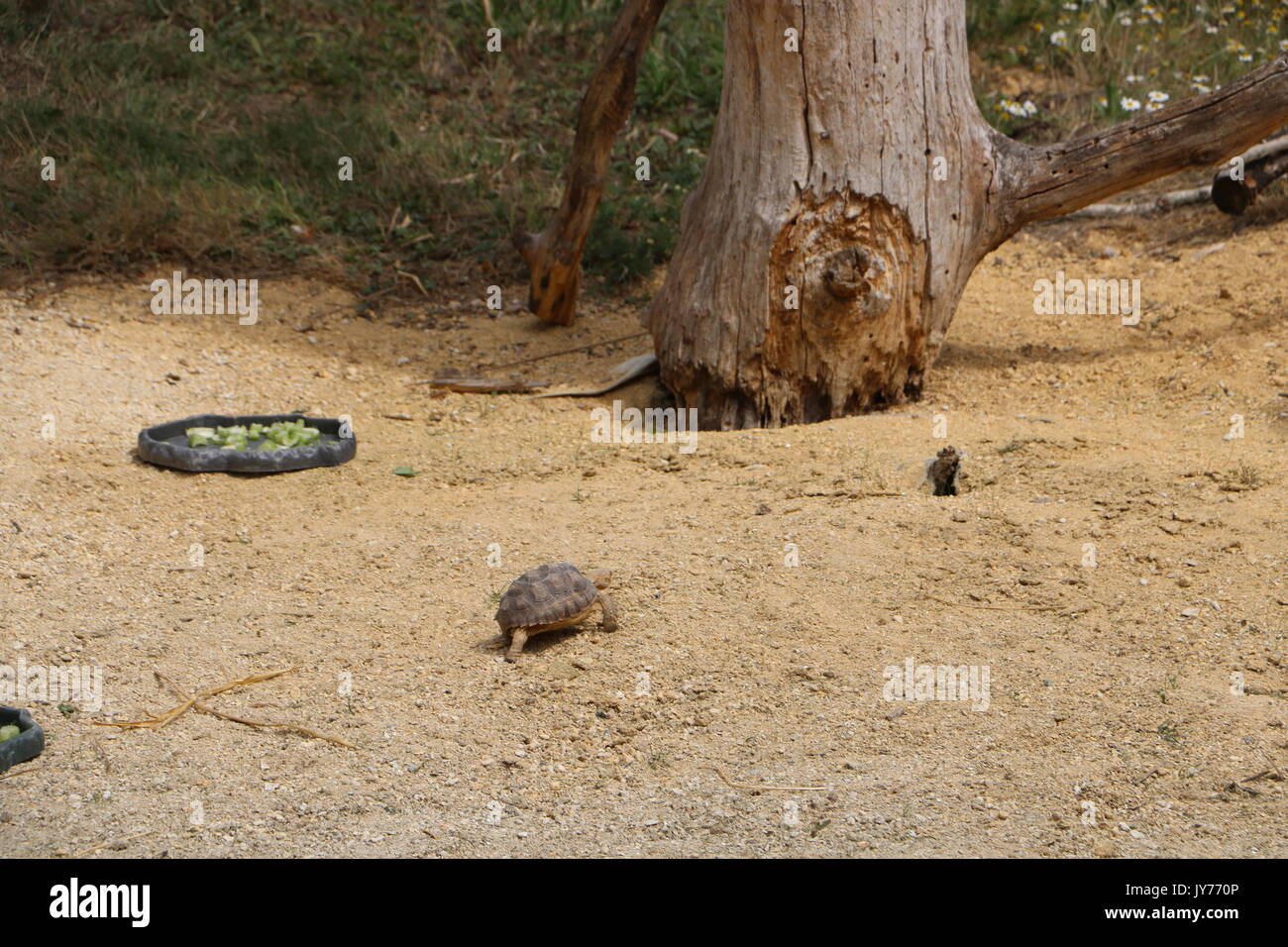 Turtle shell africa hi-res stock photography and images - Alamy