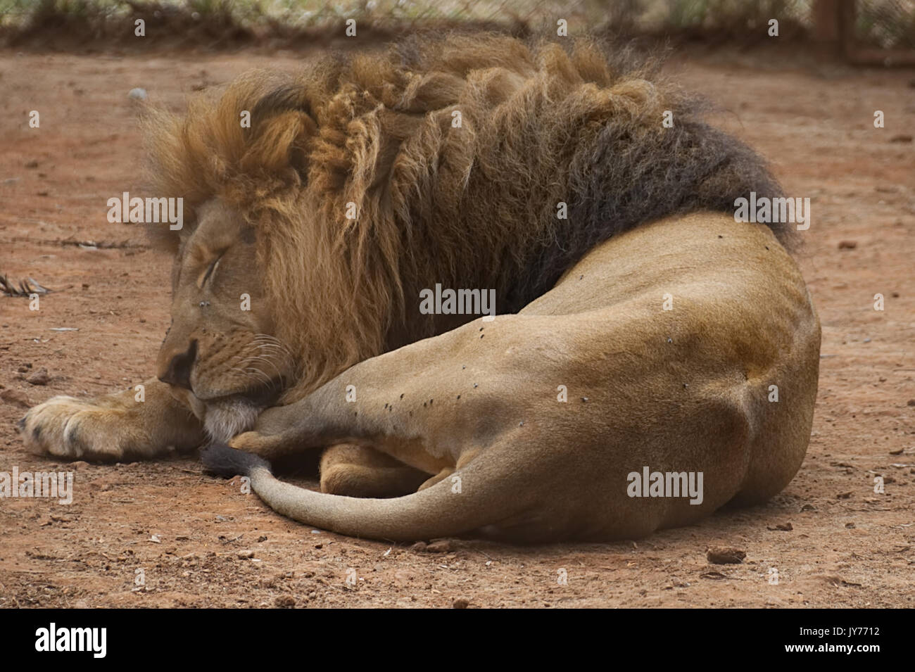 Leopones