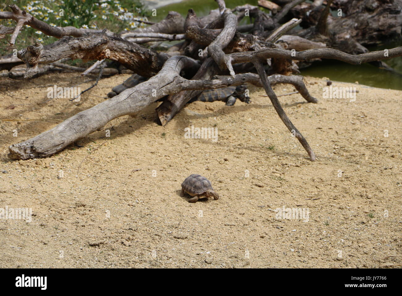 Turtle valley hi-res stock photography and images - Alamy