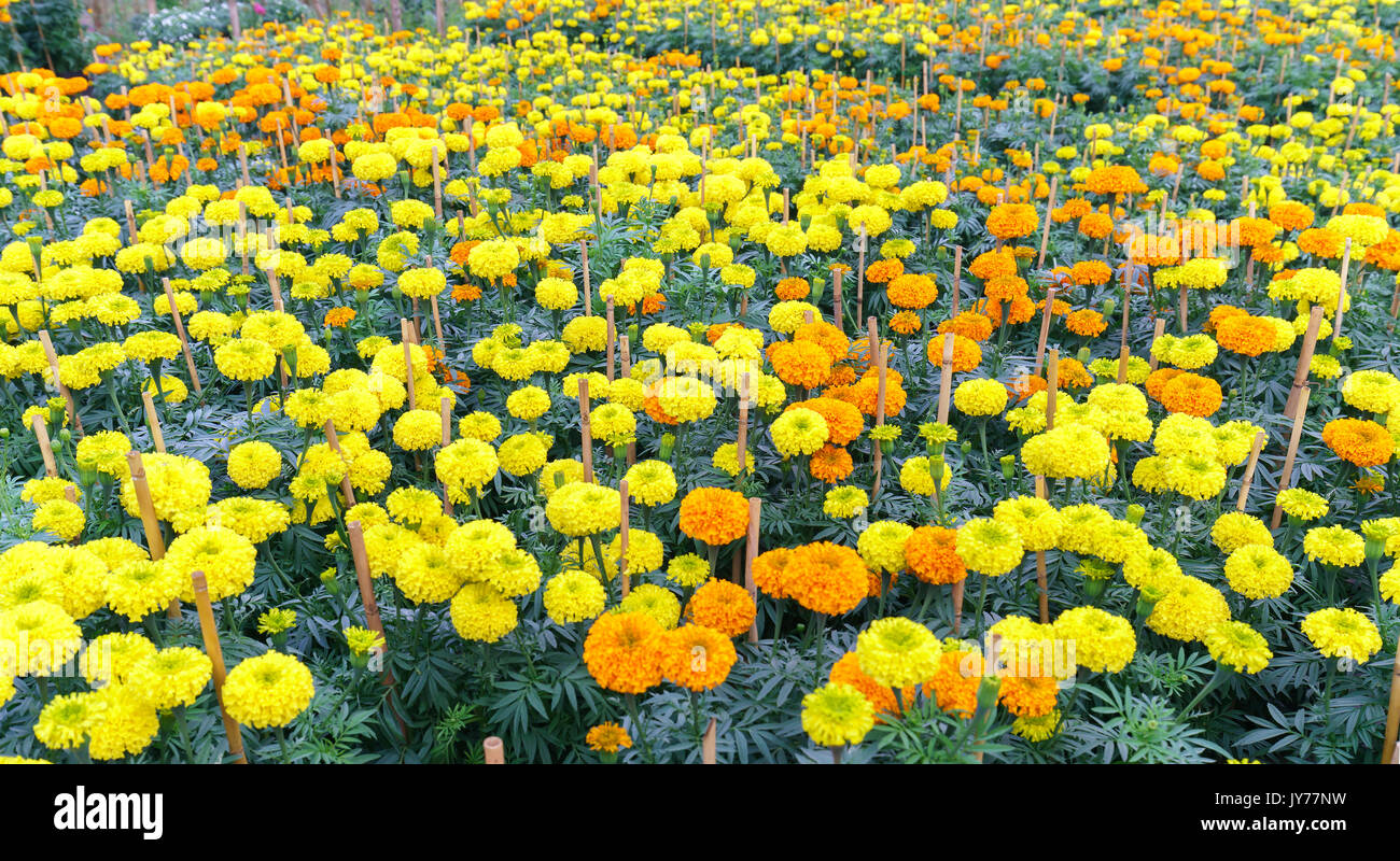 Marigold flower garden. They are focused on preparing for sale on the ...