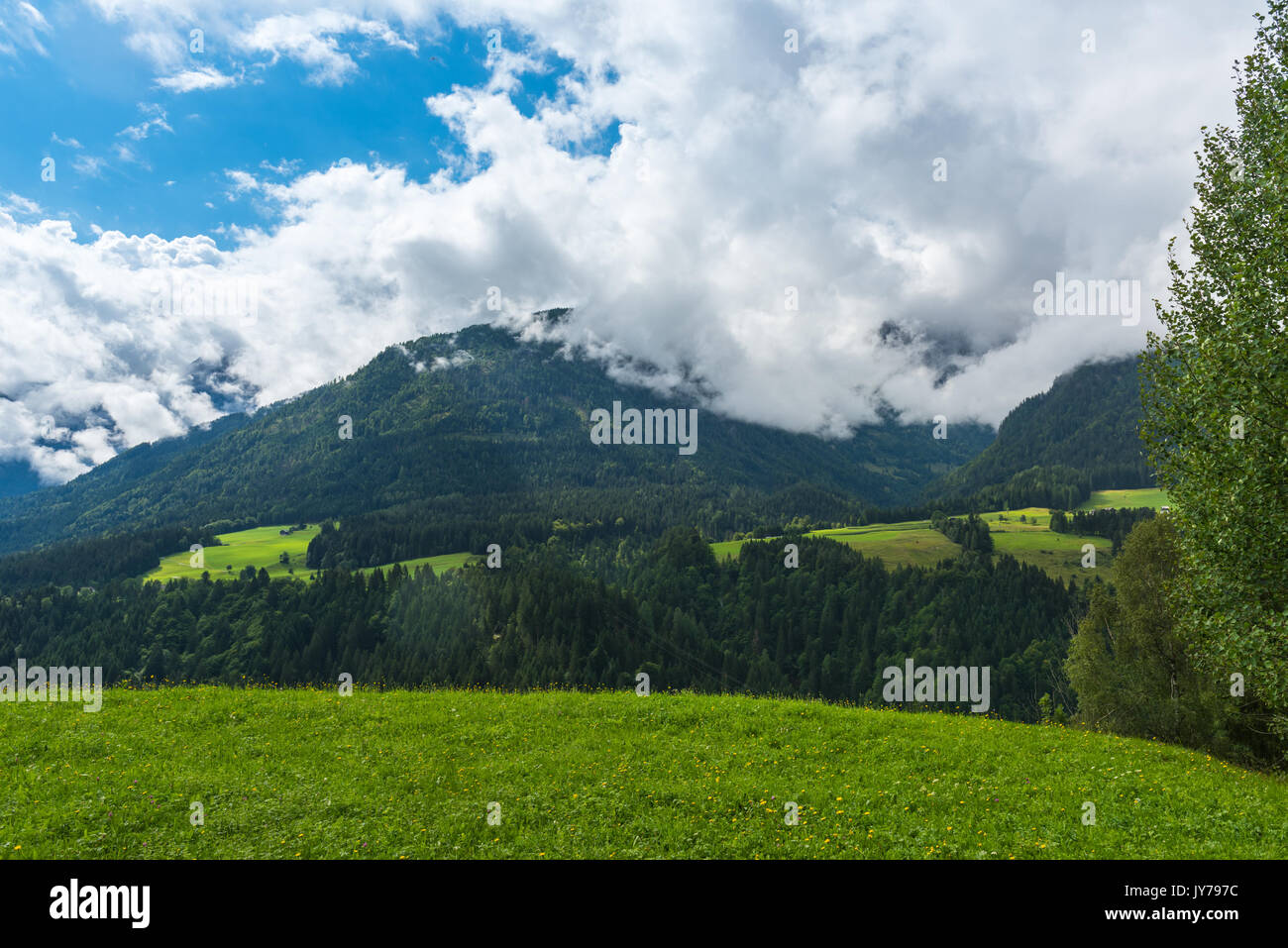 Green forest Alps mountains in Austria. Horizontal shot Stock Photo - Alamy