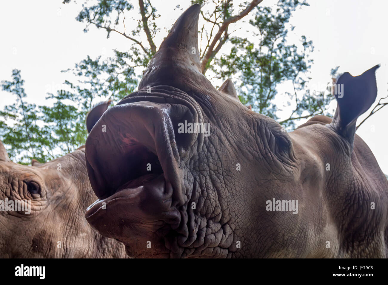 Closeup white rhinoceros square hi-res stock photography and images - Alamy