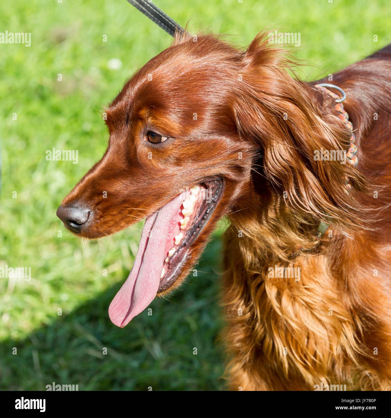 Rockingham, Northamptonshire, U.K. Kennel Club International. Dog ...