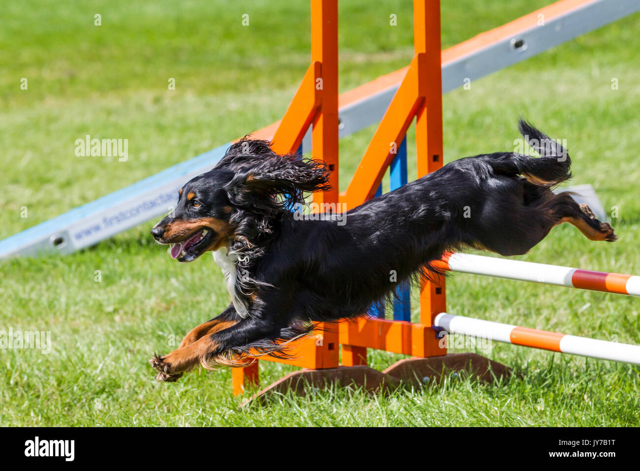 English kennel club hi-res stock photography and images - Alamy
