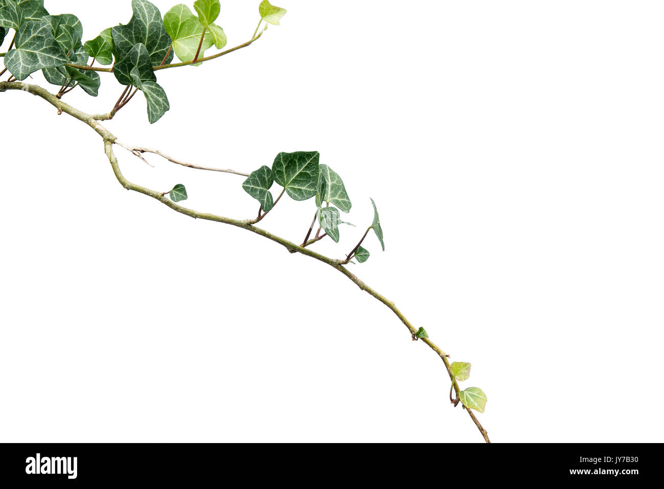 Hedera Helix Green Stock Photos & Hedera Helix Green Stock Images - Alamy