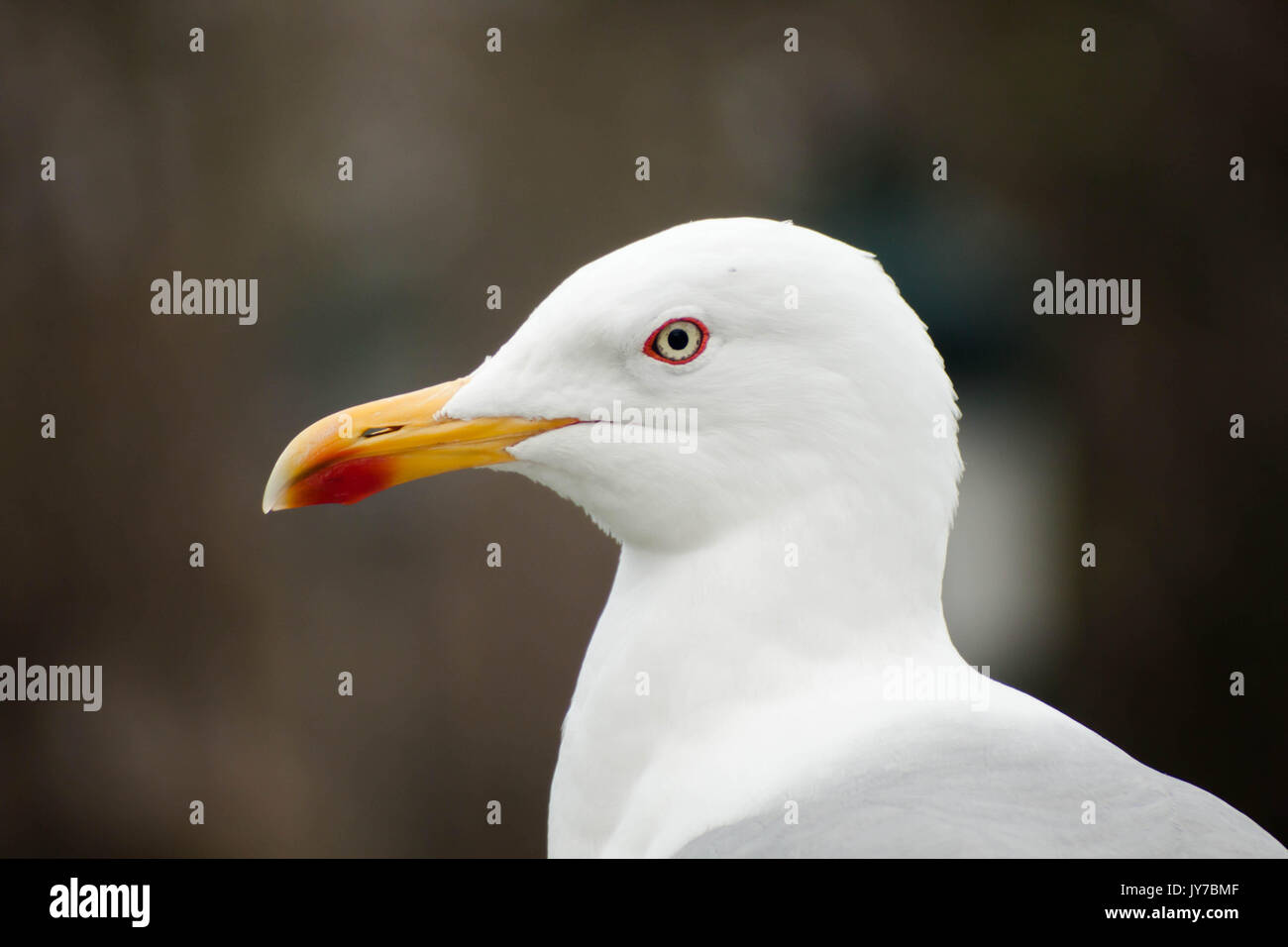 Seagull head hi-res stock photography and images - Alamy