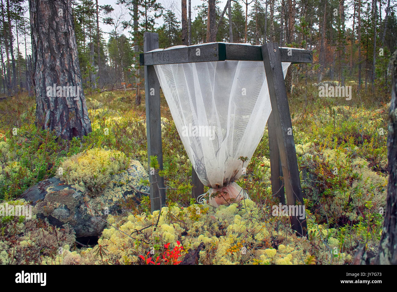 Science, bionomics, forest ecology, forestry. Forest leaf litter ...