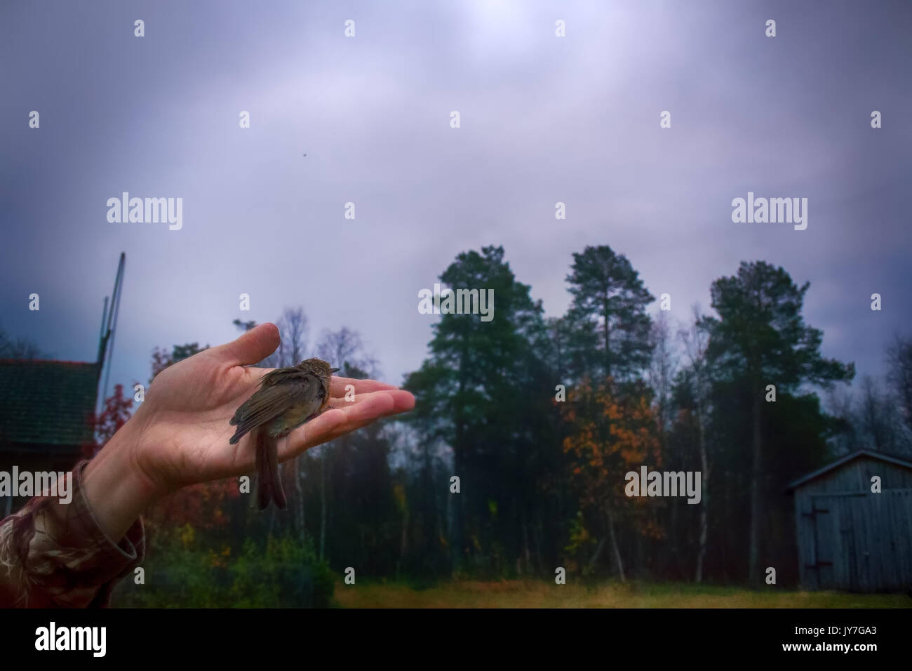 Bird release methods hi-res stock photography and images - Alamy