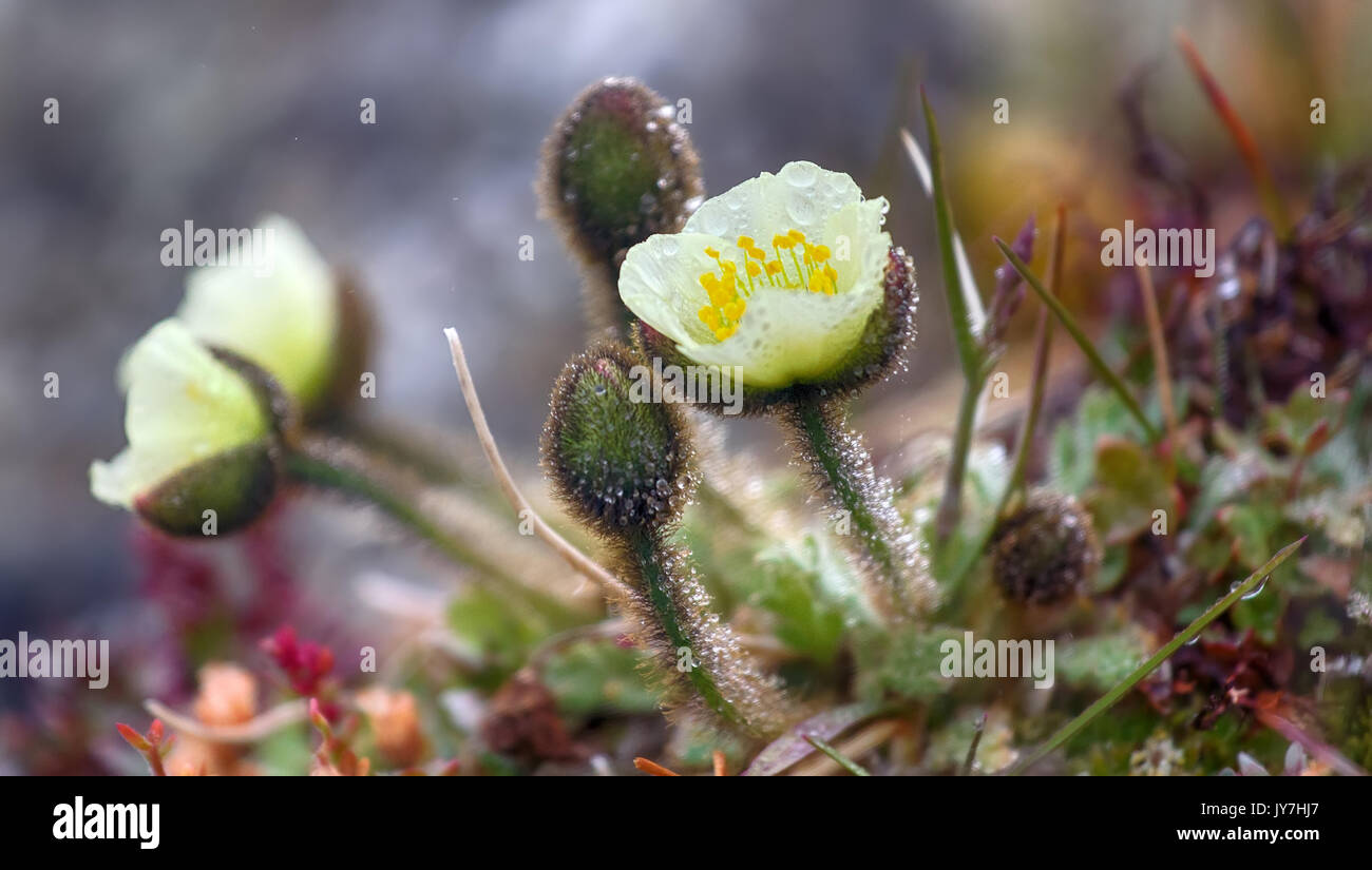 World's northernmost flower. Only original flowers grow near North pole ...