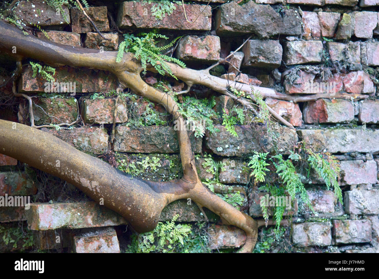 Perseverance and power of life concept. Powerful tropical plants. Tree ...