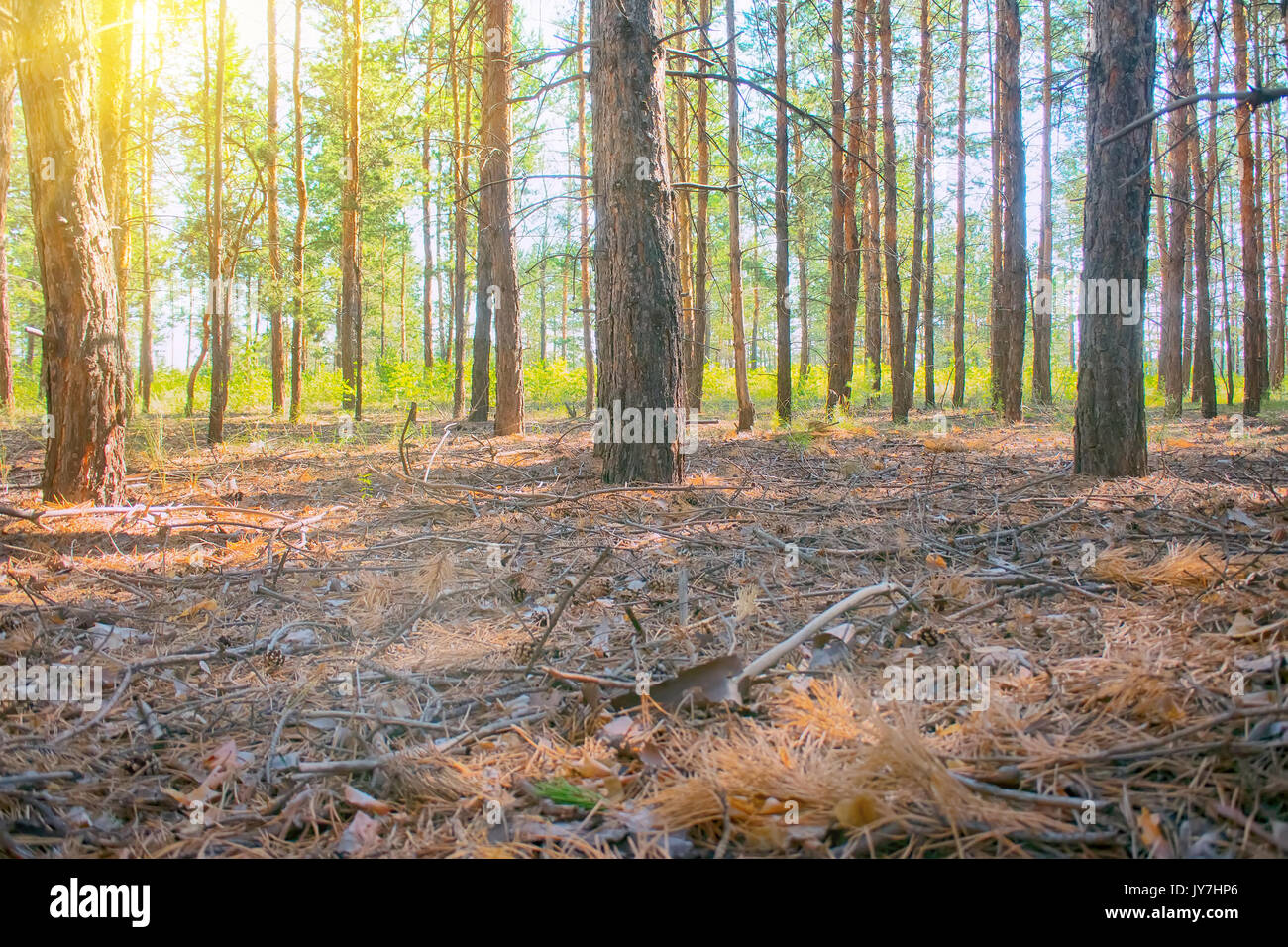 Southern hardwood forests hi-res stock photography and images - Alamy