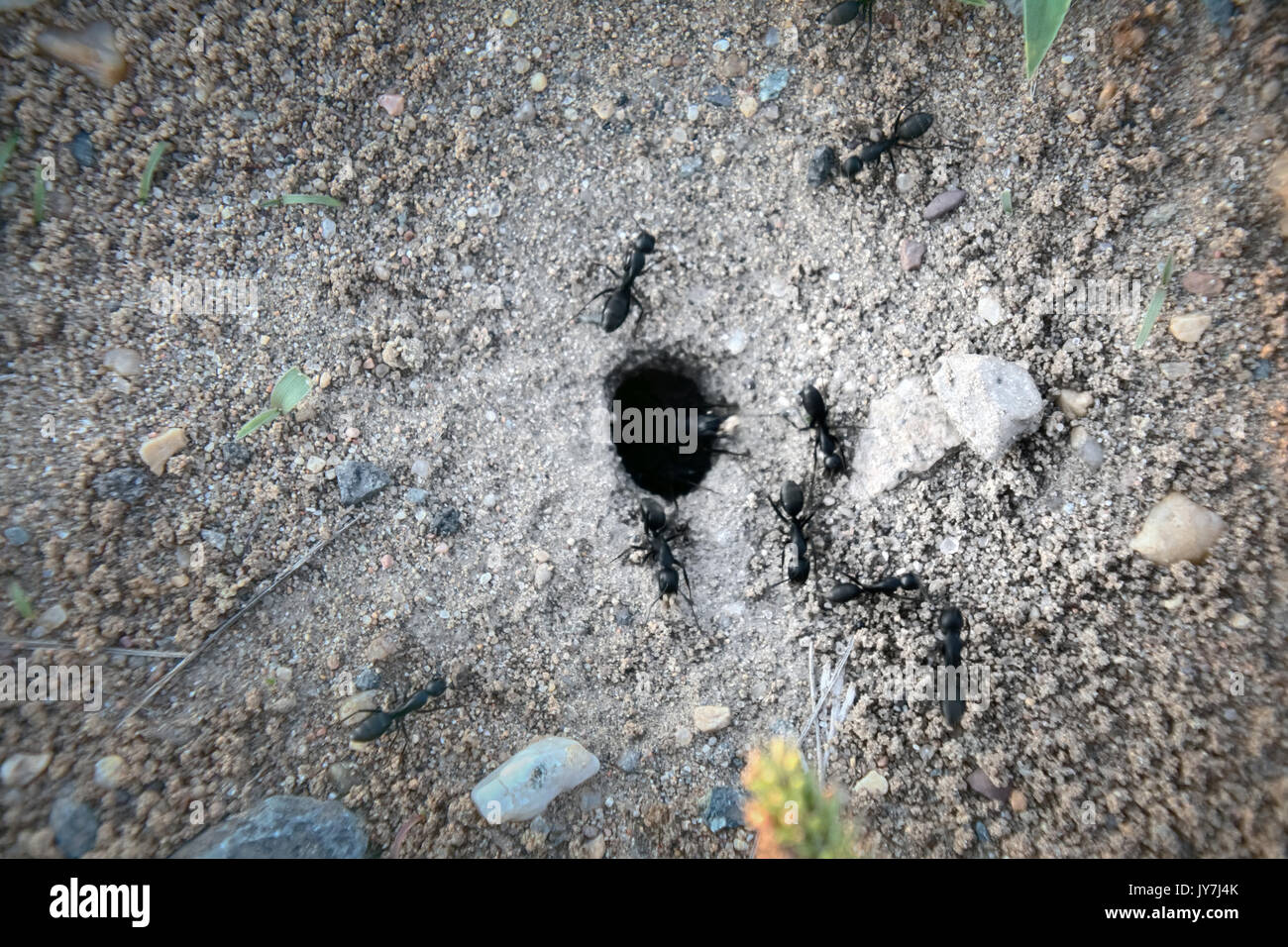 ant colony underground with a hole in ground Stock Photo - Alamy