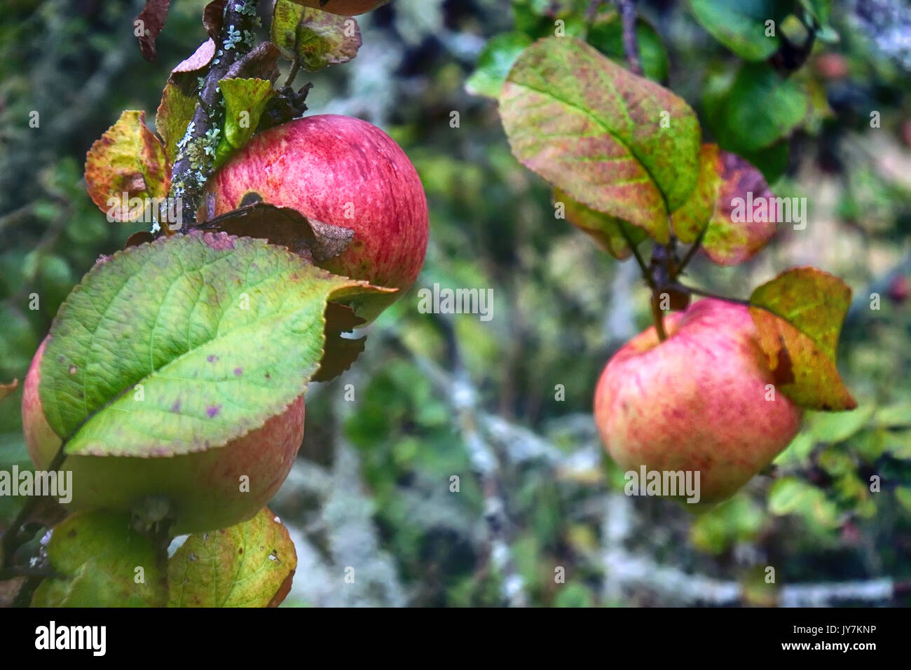look of wild edible apples. Garden of ripe apples, not farmers Stock ...