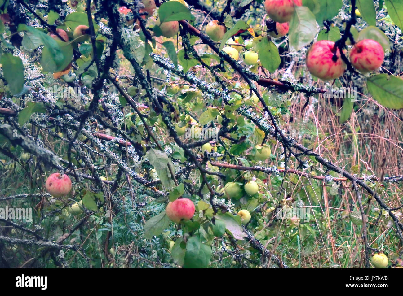 look of wild edible apples. Garden of ripe apples, not farmers Stock ...