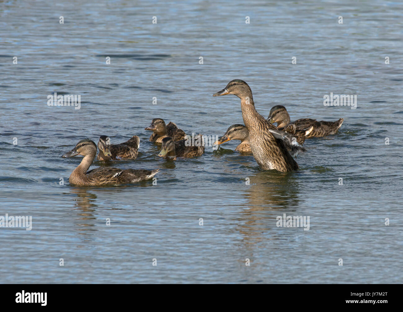 Female Mallard ducks, Anas platyrhynchos, with young in water ...