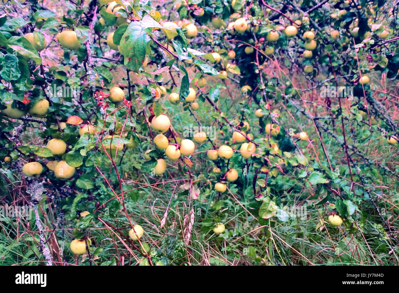 look of wild edible apples. Garden of ripe apples, not farmers Stock ...