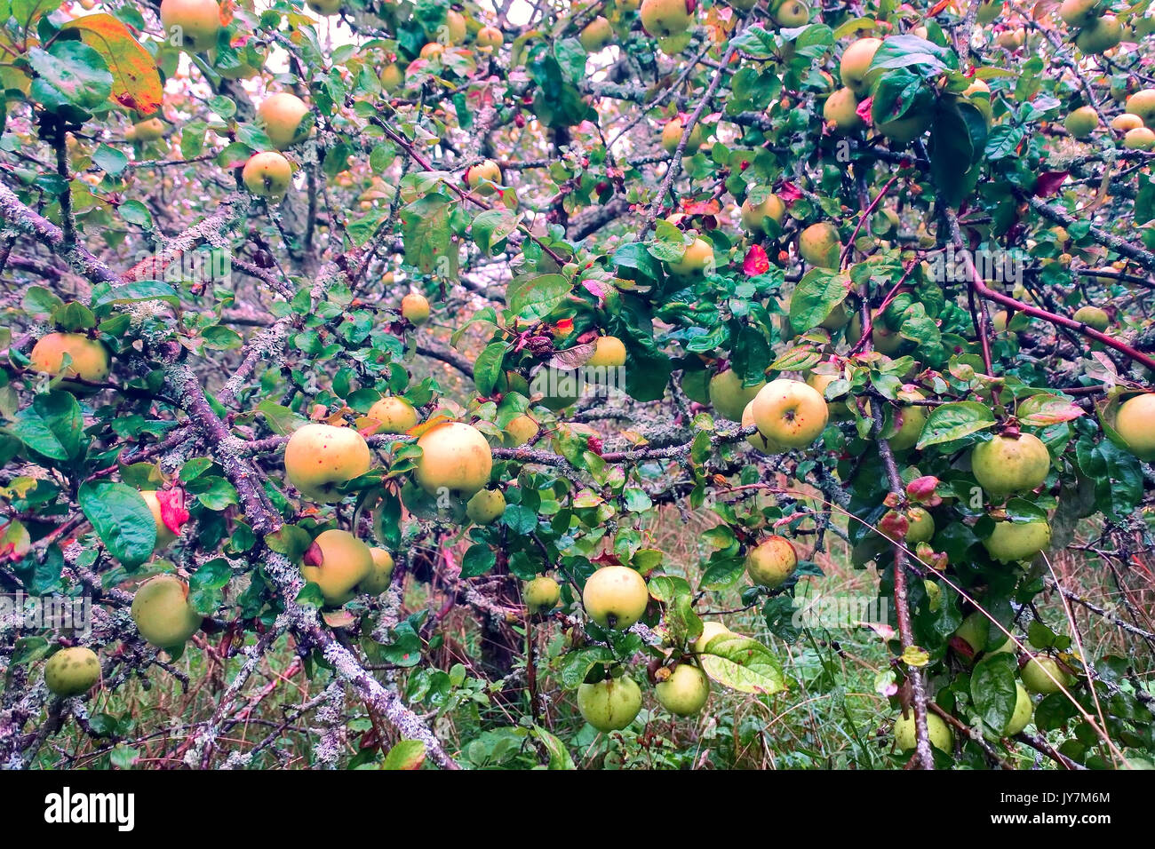 look of wild edible apples. Garden of ripe apples, not farmers Stock ...