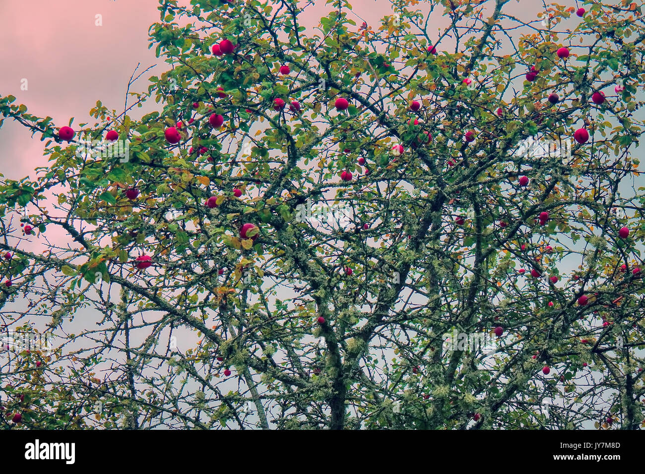 look of wild edible apples. Garden of ripe apples, not farmers Stock ...
