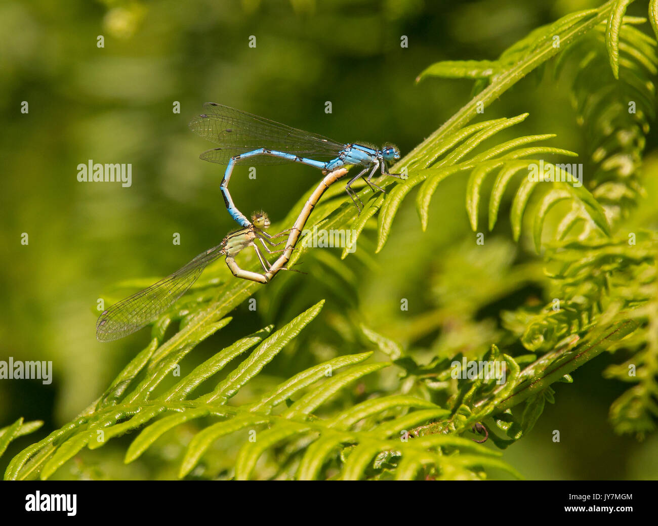 Blue damselflies hi-res stock photography and images - Alamy