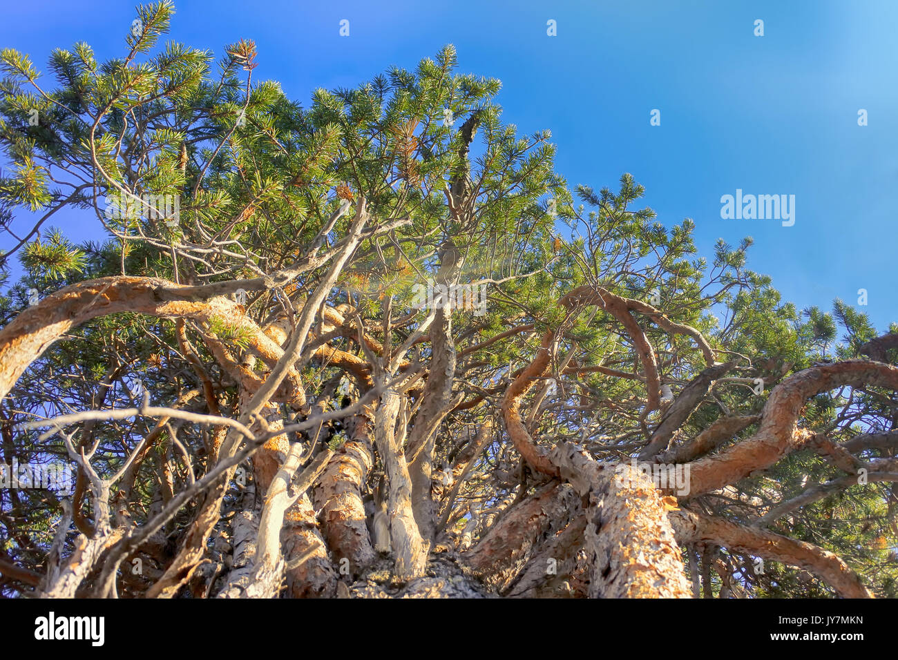 Pathology of trees. Column prominent pine. Unusual pine, dense plexus ...
