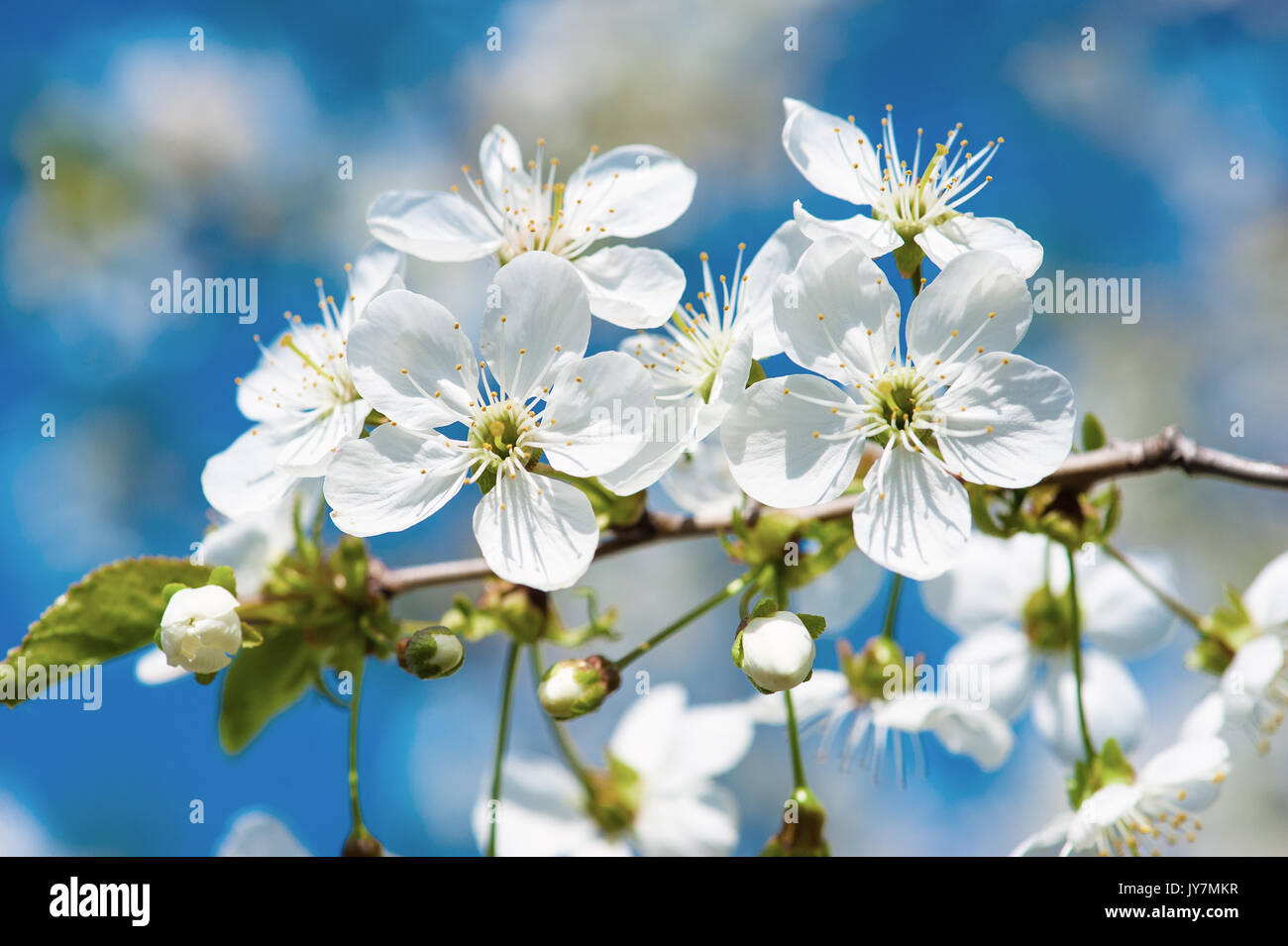 Cherry spring flowers Stock Photo - Alamy